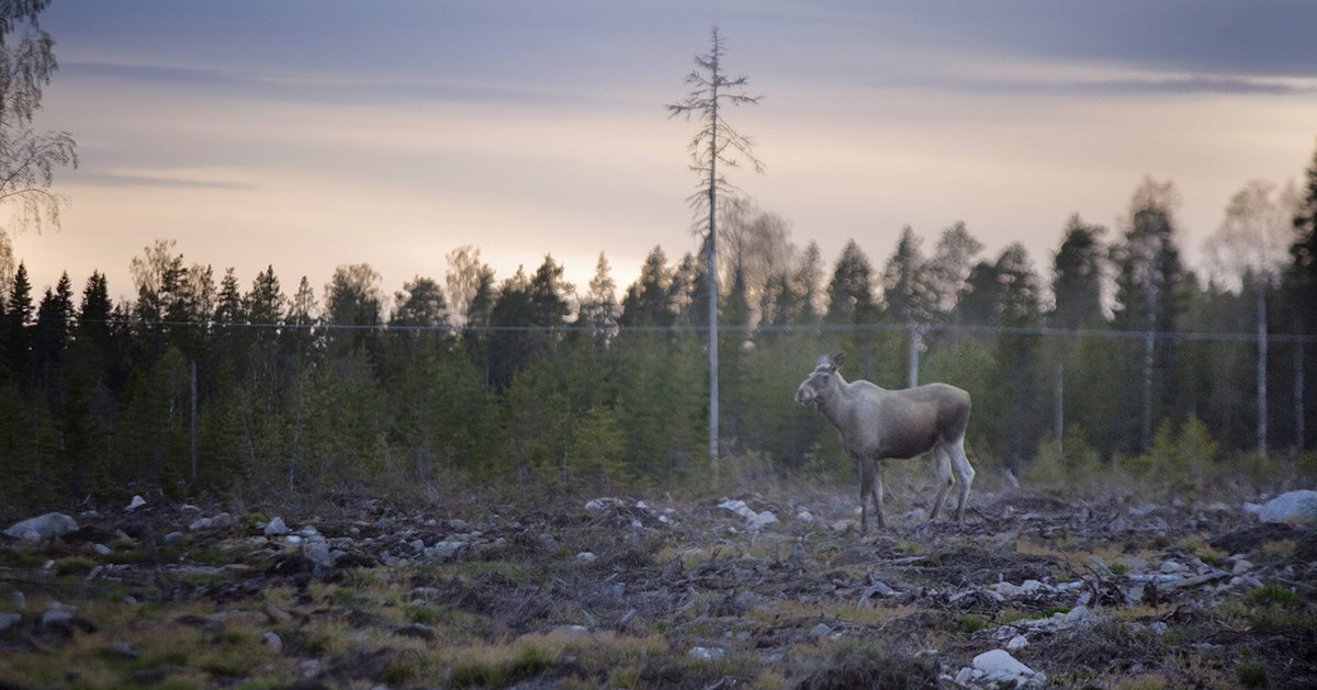 Flamman | Därför är Sverige ett land av kalhyggen